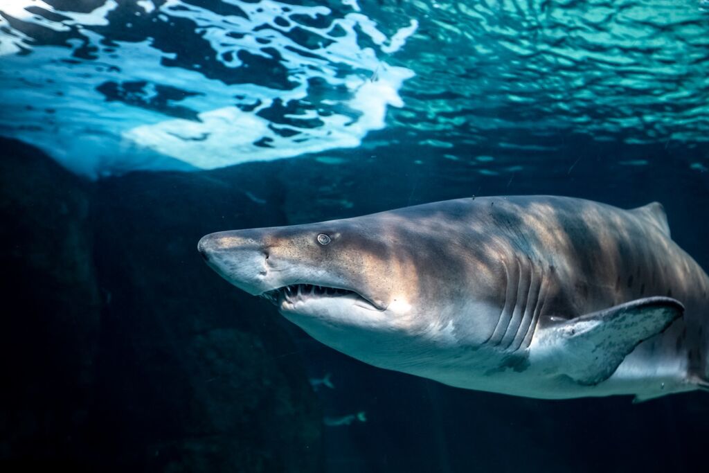 Two Oceans Aquarium | 10 facts about ragged-tooth sharks