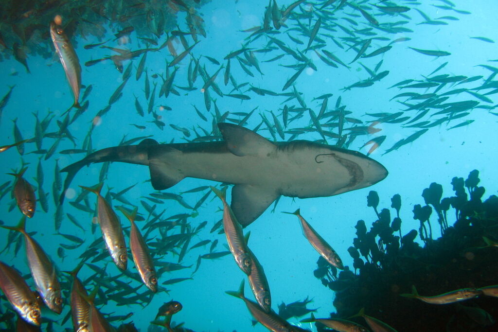 Two Oceans Aquarium Foundation | 10 facts about ragged-tooth sharks