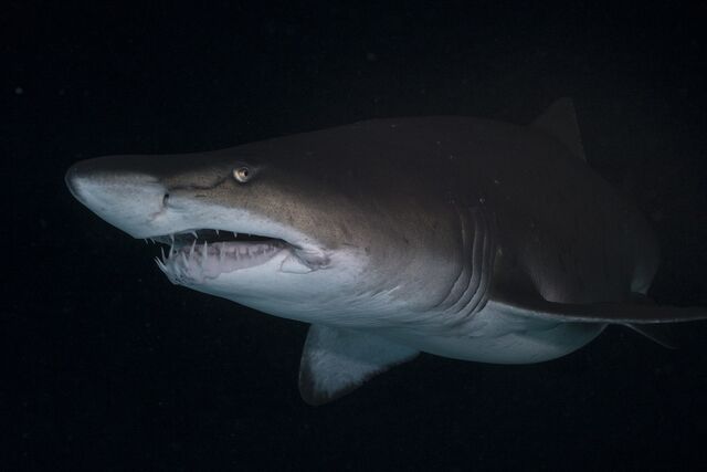 Two Oceans Aquarium | Look here! how well do sharks see?