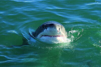Two Oceans Aquarium | Look here! how well do sharks see?