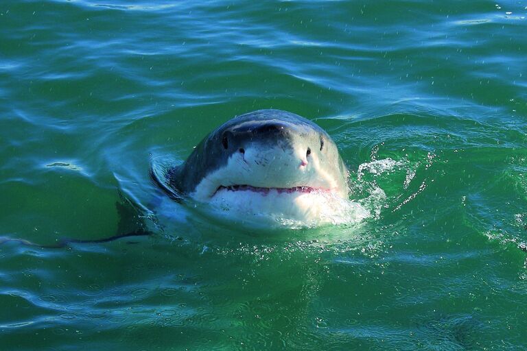 Two Oceans Aquarium | Look here! how well do sharks see?