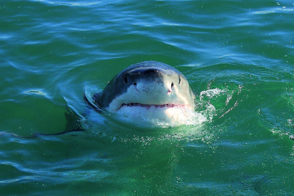 Two Oceans Aquarium | Look here! how well do sharks see?