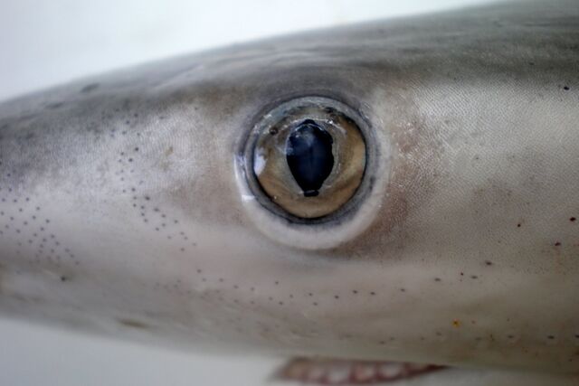 Two Oceans Aquarium | Look here! how well do sharks see?