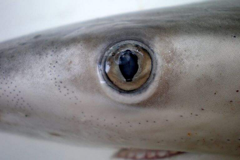 Two Oceans Aquarium | Look here! how well do sharks see?