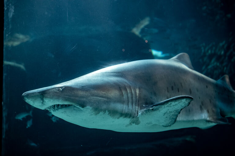 Two Oceans Aquarium | 10 things you didn’t know about sharks