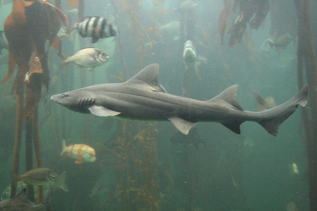 Two Oceans Aquarium | Shark showcase: spotted gully shark aka.…