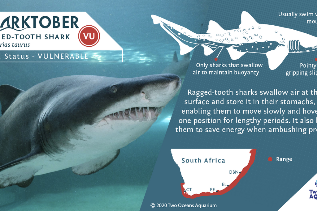 Two Oceans Aquarium | Shark showcase: spotted ragged-tooth shark