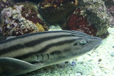 Two Oceans Aquarium | Shark showcase: Pyjama sharks