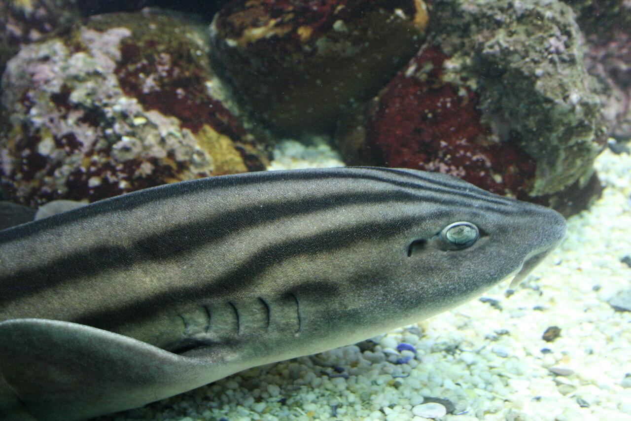 Two Oceans Aquarium | Shark showcase: Pyjama sharks