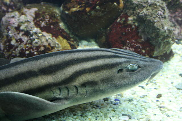 Two Oceans Aquarium | Shark showcase: Pyjama sharks