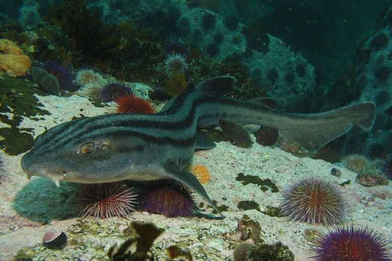 Two Oceans Aquarium | Shark showcase: Pyjama sharks