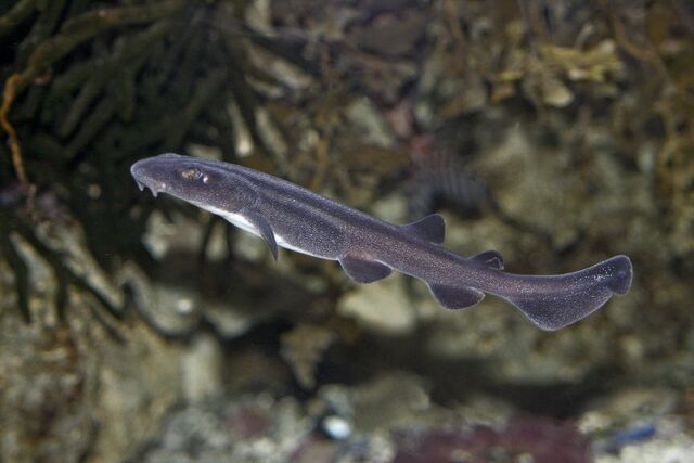 Two Oceans Aquarium | Shark showcase: Pyjama sharks