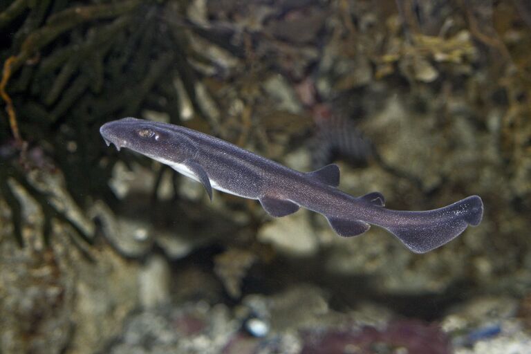 Two Oceans Aquarium | Shark showcase: Pyjama sharks