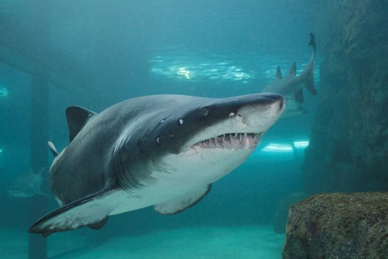 Two Oceans Aquarium | How many types of shark live in south africa's…