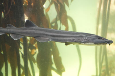 Two Oceans Aquarium | Pyjama catshark