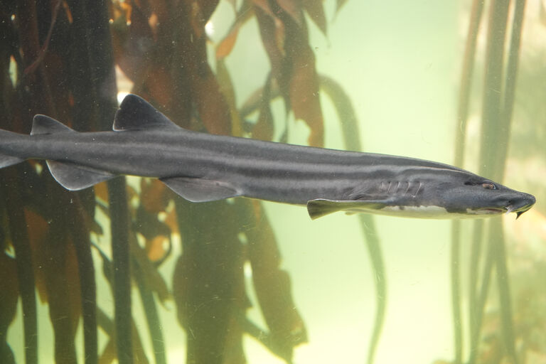 Two Oceans Aquarium | Pyjama catshark