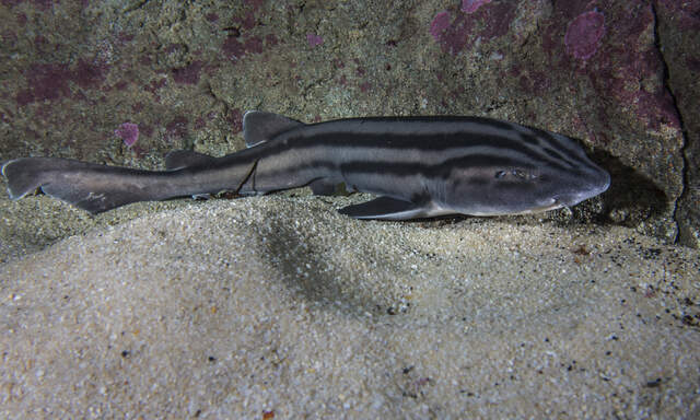 Two Oceans Aquarium | Sharks