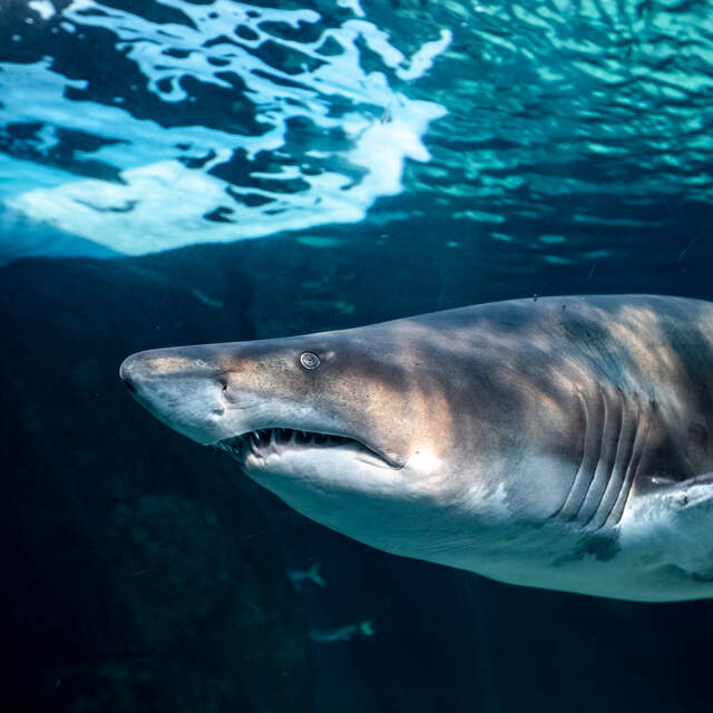 Two Oceans Aquarium | Sharks