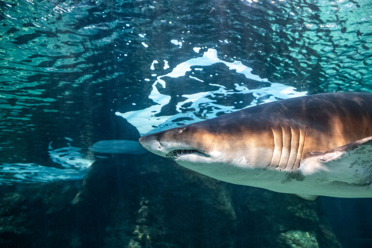 Two Oceans Aquarium | 10 things you didn’t know about sharks