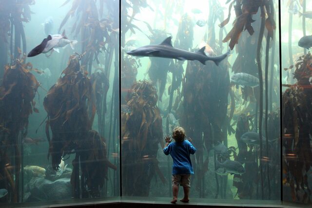 Two Oceans Aquarium | Shark showcase: spotted gully shark aka.…