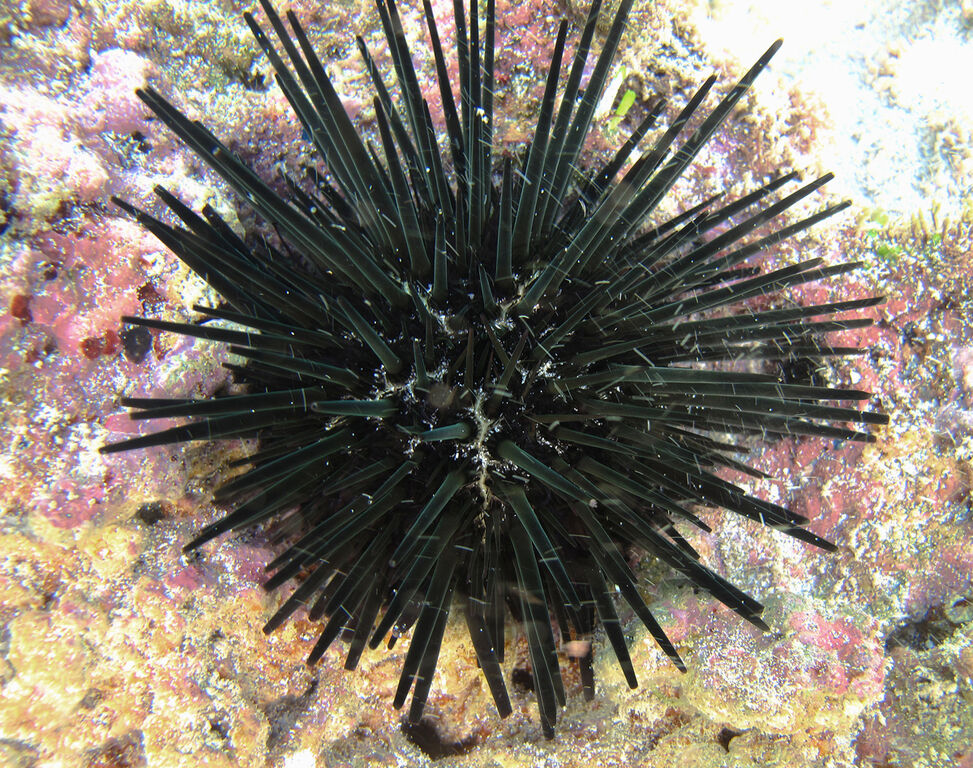 Two Oceans Aquarium | Pot-hole urchin
