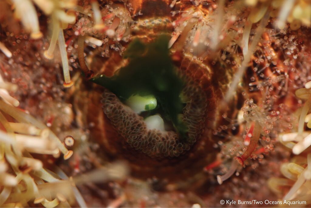 Two Oceans Aquarium | Microscopic marvel: a very close look at sea…