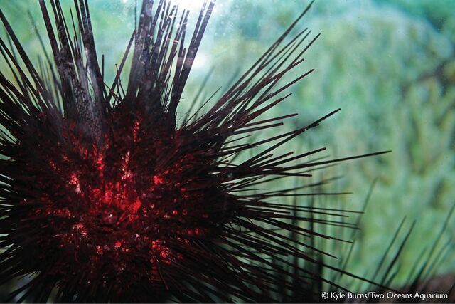 Two Oceans Aquarium | Microscopic marvel: a very close look at sea…