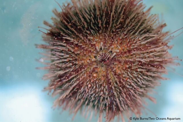 Two Oceans Aquarium | Microscopic marvel: a very close look at sea…