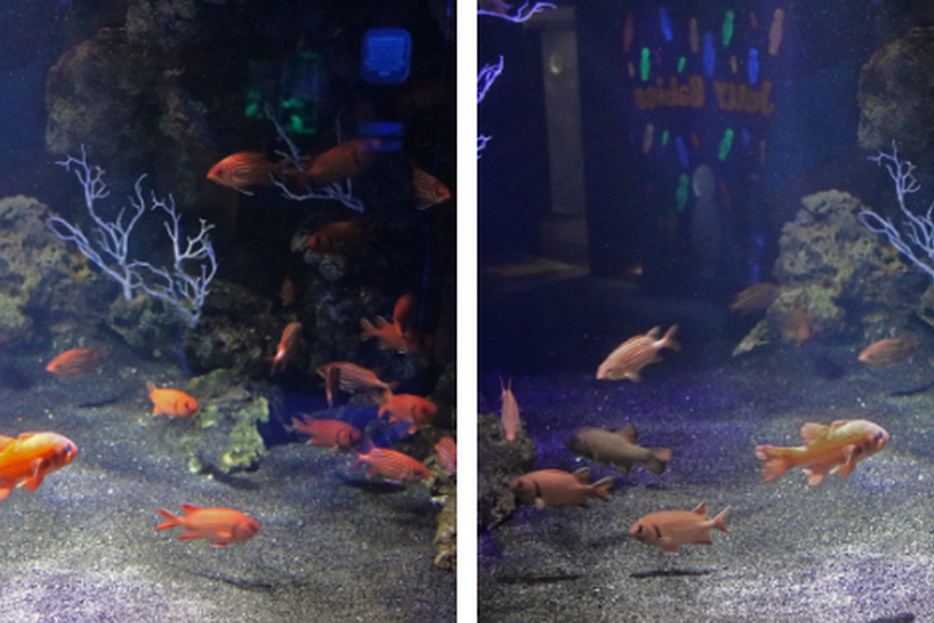 Two Oceans Aquarium | Life in the shadows: what does it take to be a…