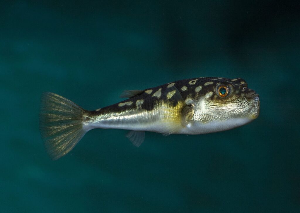 Two Oceans Aquarium | Evileye pufferfish