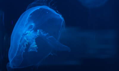 Two Oceans Aquarium | Jellyfish