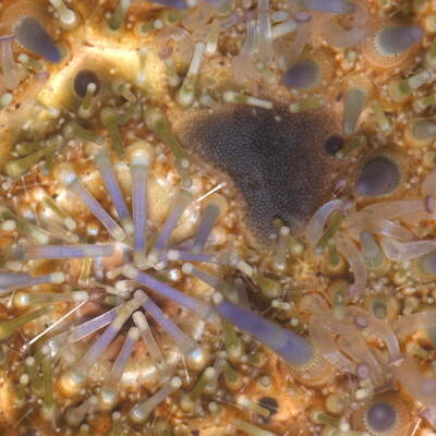 Two Oceans Aquarium | Microscope Exhibit