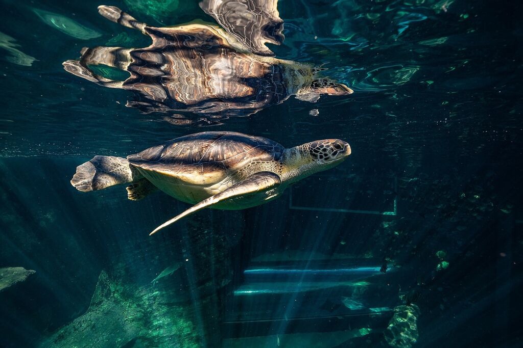 Two Oceans Aquarium | The ever-popular I&J Ocean Exhibit