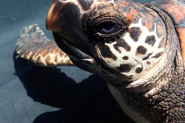 Two Oceans Aquarium | Hi Pan! We've just welcomed the smallest turtle…