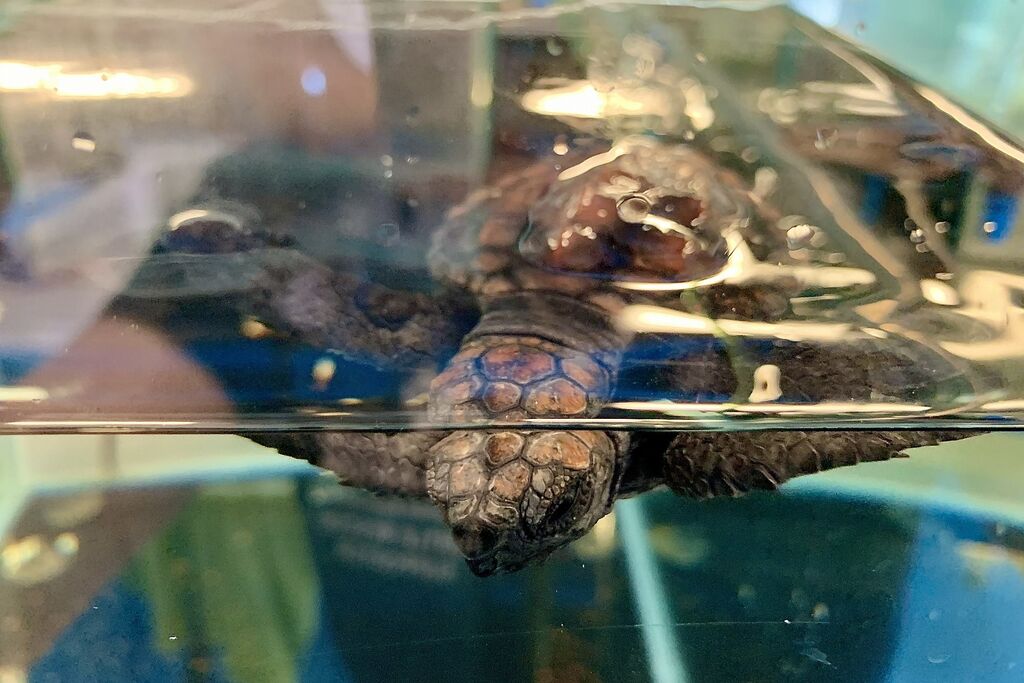 Two Oceans Aquarium | 5 interesting things we learned from the turtles