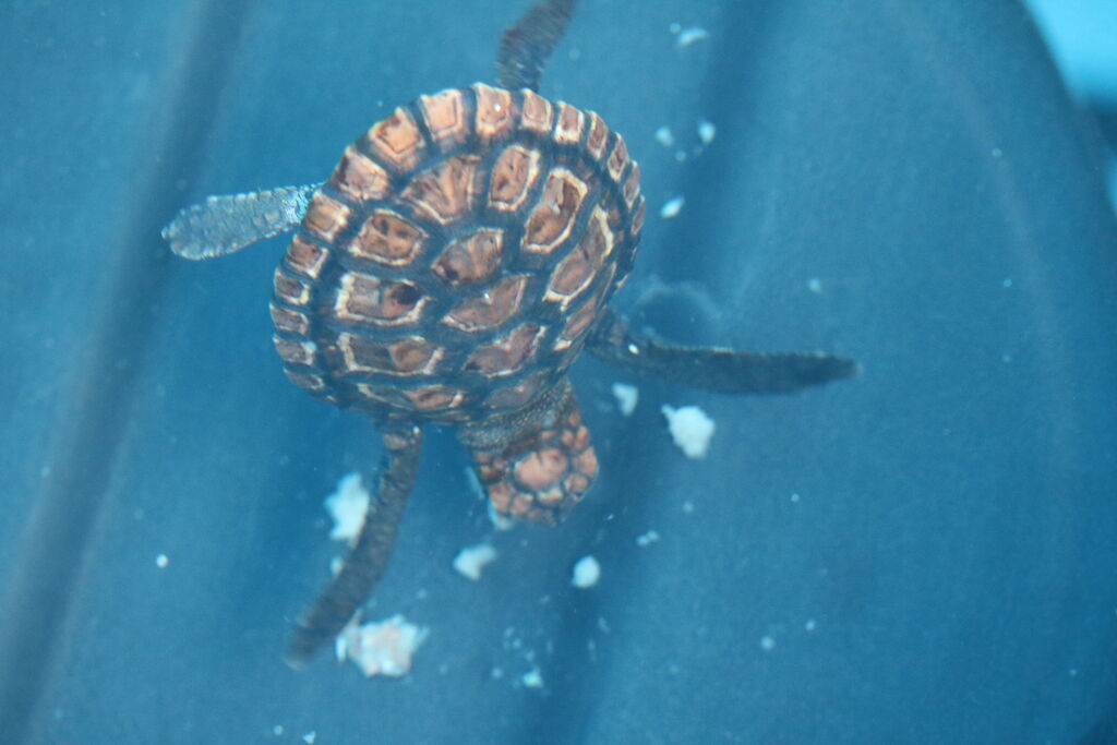 Two Oceans Aquarium | 5 interesting things we learned from the turtles