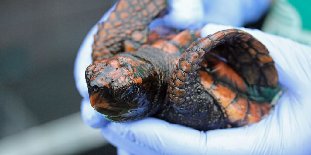 Two Oceans Aquarium Foundation | How to rescue a turtle