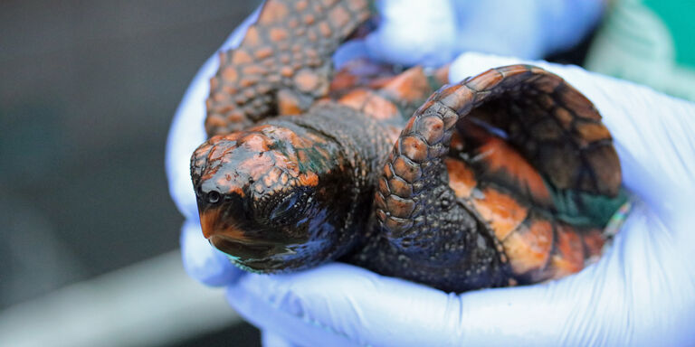 Two Oceans Aquarium Foundation | How to rescue a turtle