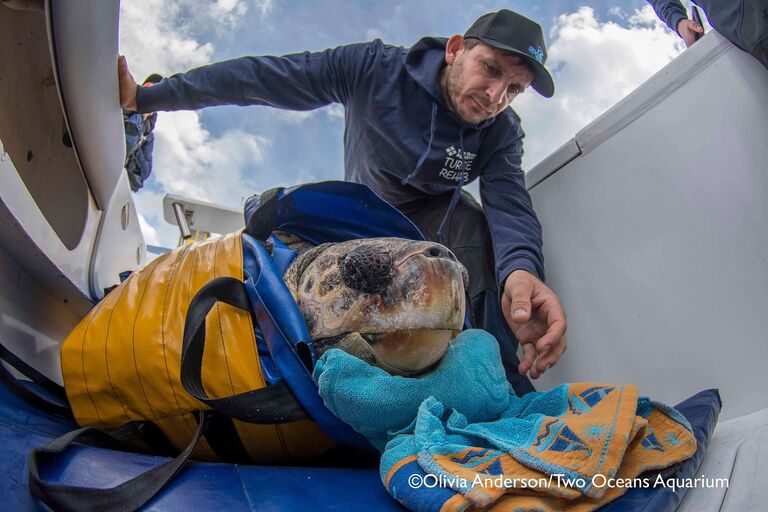 Two Oceans Aquarium | Yoshi the sea turtle’s almost 40 000 km oceanic…