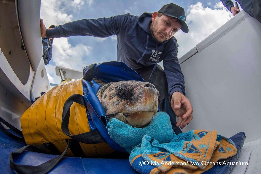 Two Oceans Aquarium | Yoshi the sea turtle’s almost 40 000 km oceanic…