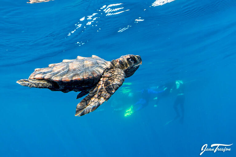 Two Oceans Aquarium | Turtle tips to surviving lockdown