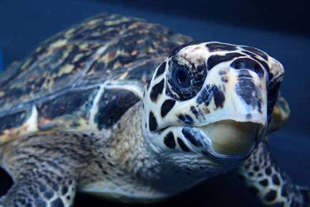 Two Oceans Aquarium Foundation | Foundation
