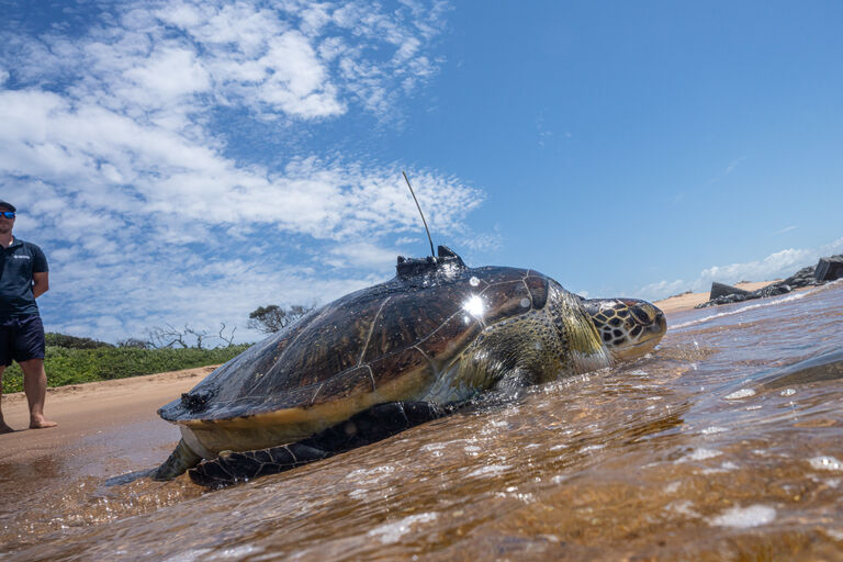 Two Oceans Aquarium | Tag, you’re it! The basics of turtle tagging