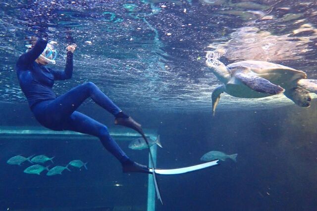 Two Oceans Aquarium | Rewilding bob the turtle: half a year of…