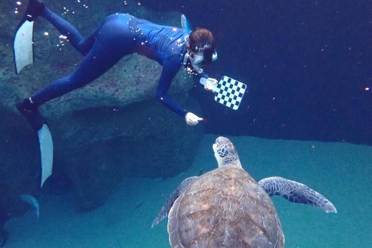 Two Oceans Aquarium | Rewilding bob the turtle: half a year of…