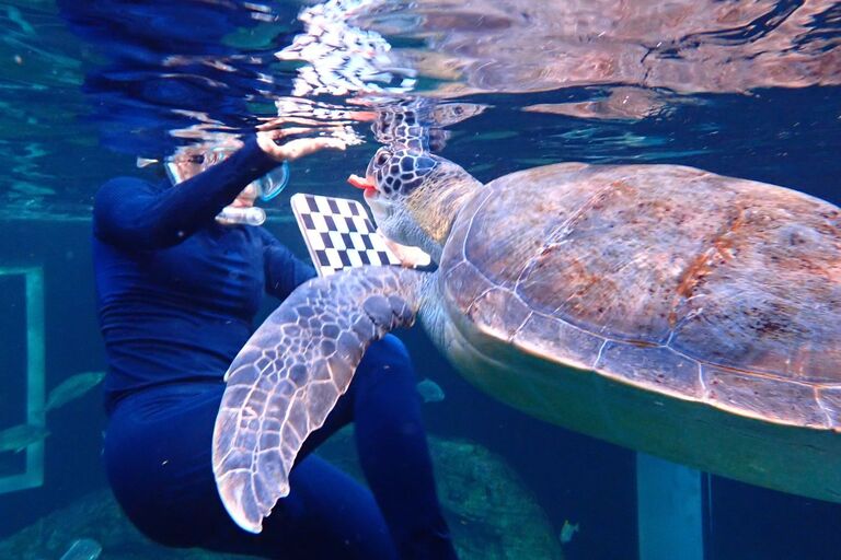 Two Oceans Aquarium | Rewilding bob the turtle: half a year of…