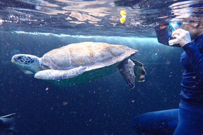 Two Oceans Aquarium | Rewilding bob the turtle: half a year of…