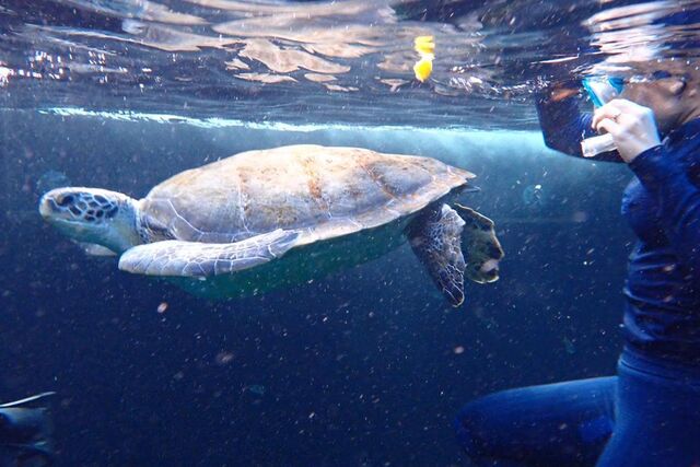 Two Oceans Aquarium | Rewilding bob the turtle: half a year of…