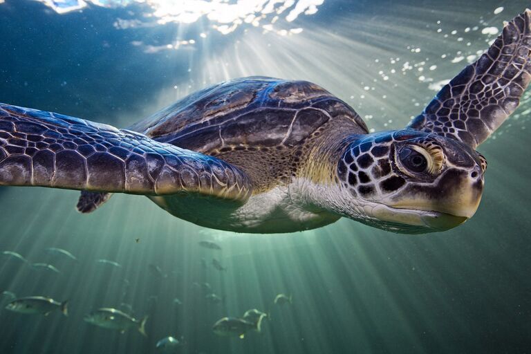 Two Oceans Aquarium | Bob the turtle features on new mural at…