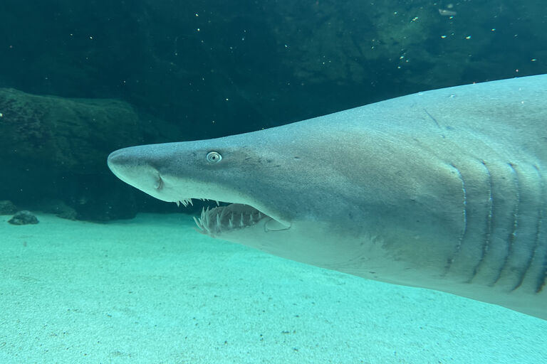 Two Oceans Aquarium | Ragged-tooth shark